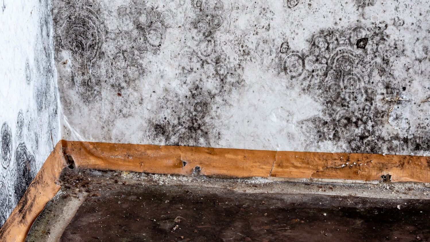 Texas Mold Assessment and Remediation Rules (TMARR) | VERTEX