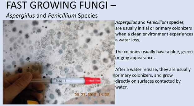 How Old is The Mold? | VERTEX