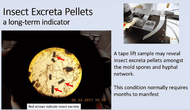How Old is The Mold? | VERTEX