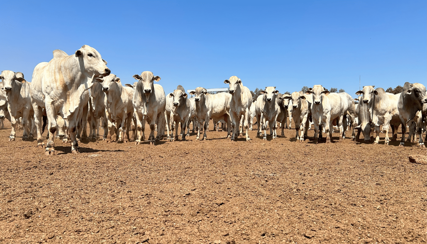 Cattle Feedlot Lagoons